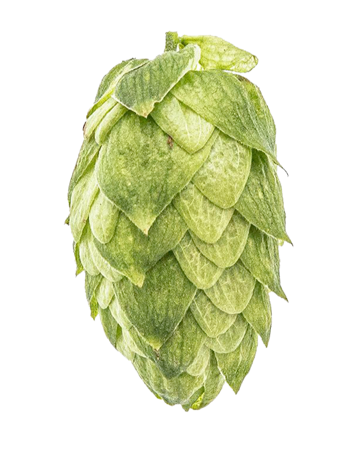 UK Fuggles Hops – Brew and Stuff