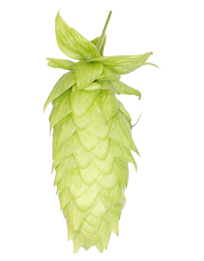 Your first choice brew shop in the Philippines – Brew and Stuff