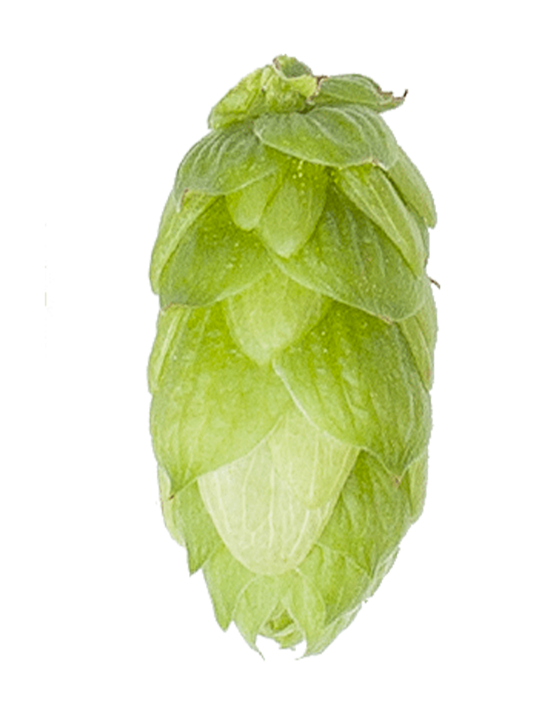 Saaz Hops – Brew and Stuff